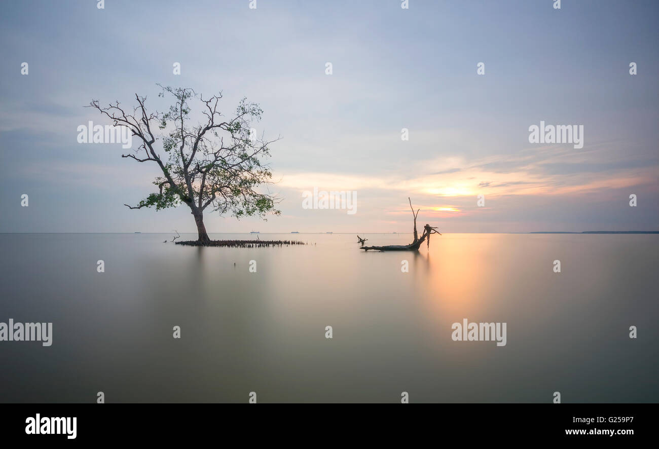Mangrove Tree at sunset, Langkawi, Malaysia Stock Photo - Alamy