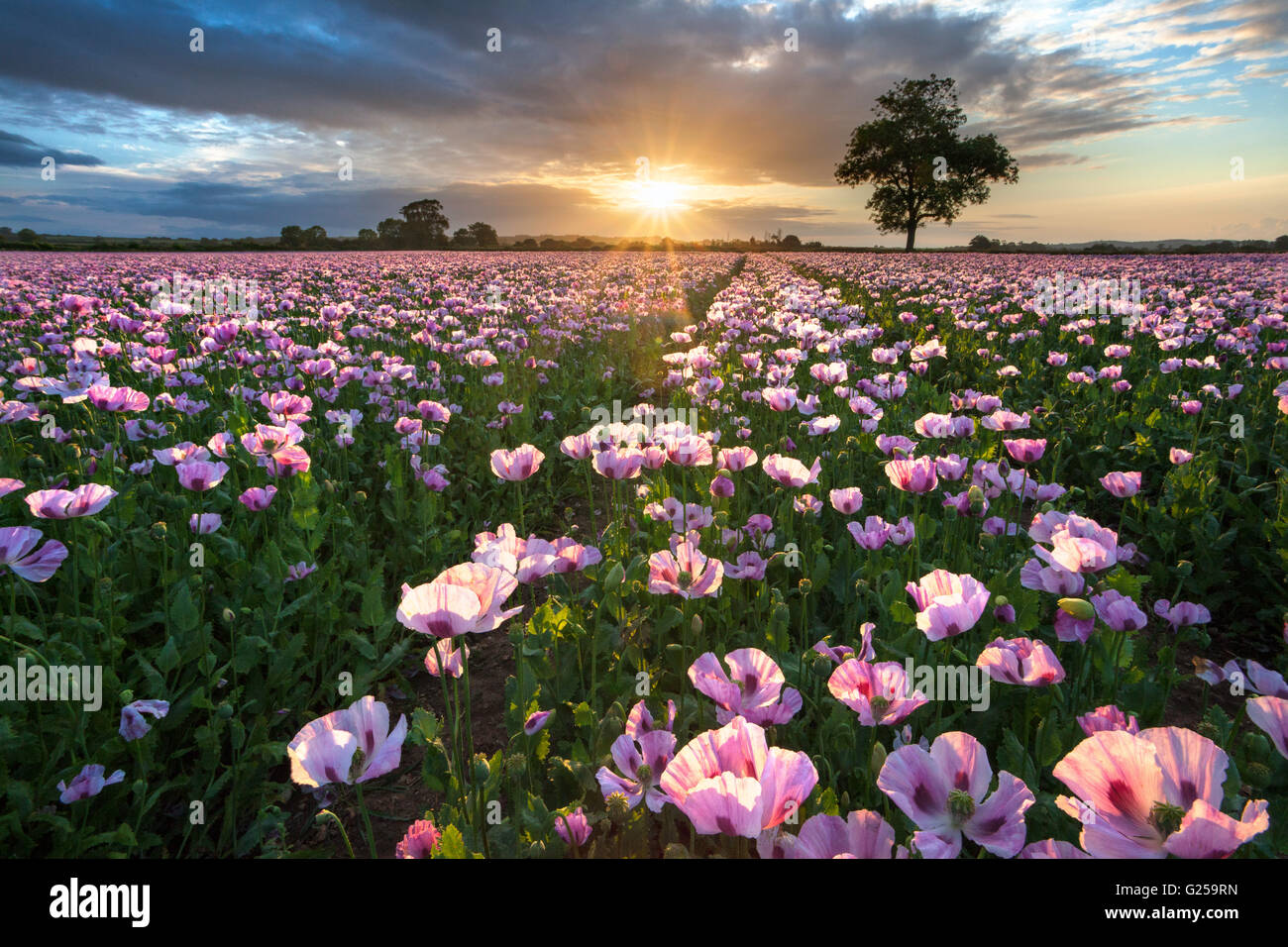Field of pink poppies (papaver somniferum) at sunrise near Blandford ...