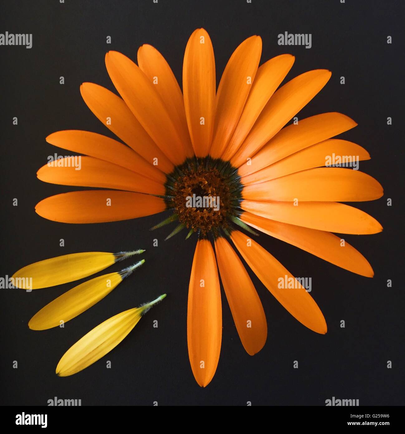 Petal missing hi-res stock photography and images - Alamy
