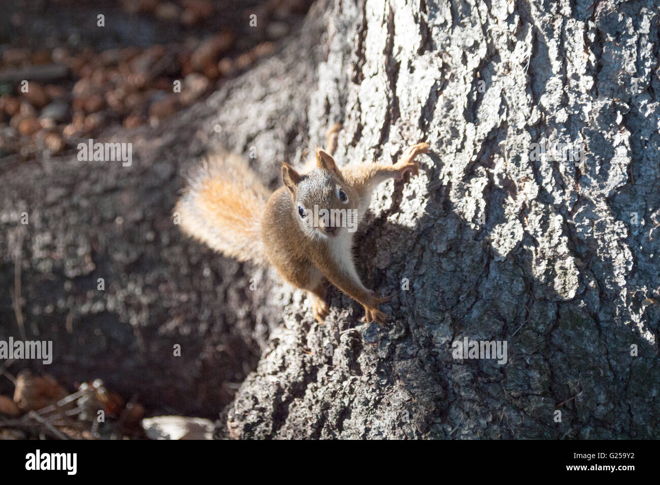 Alert canada hi-res stock photography and images - Alamy