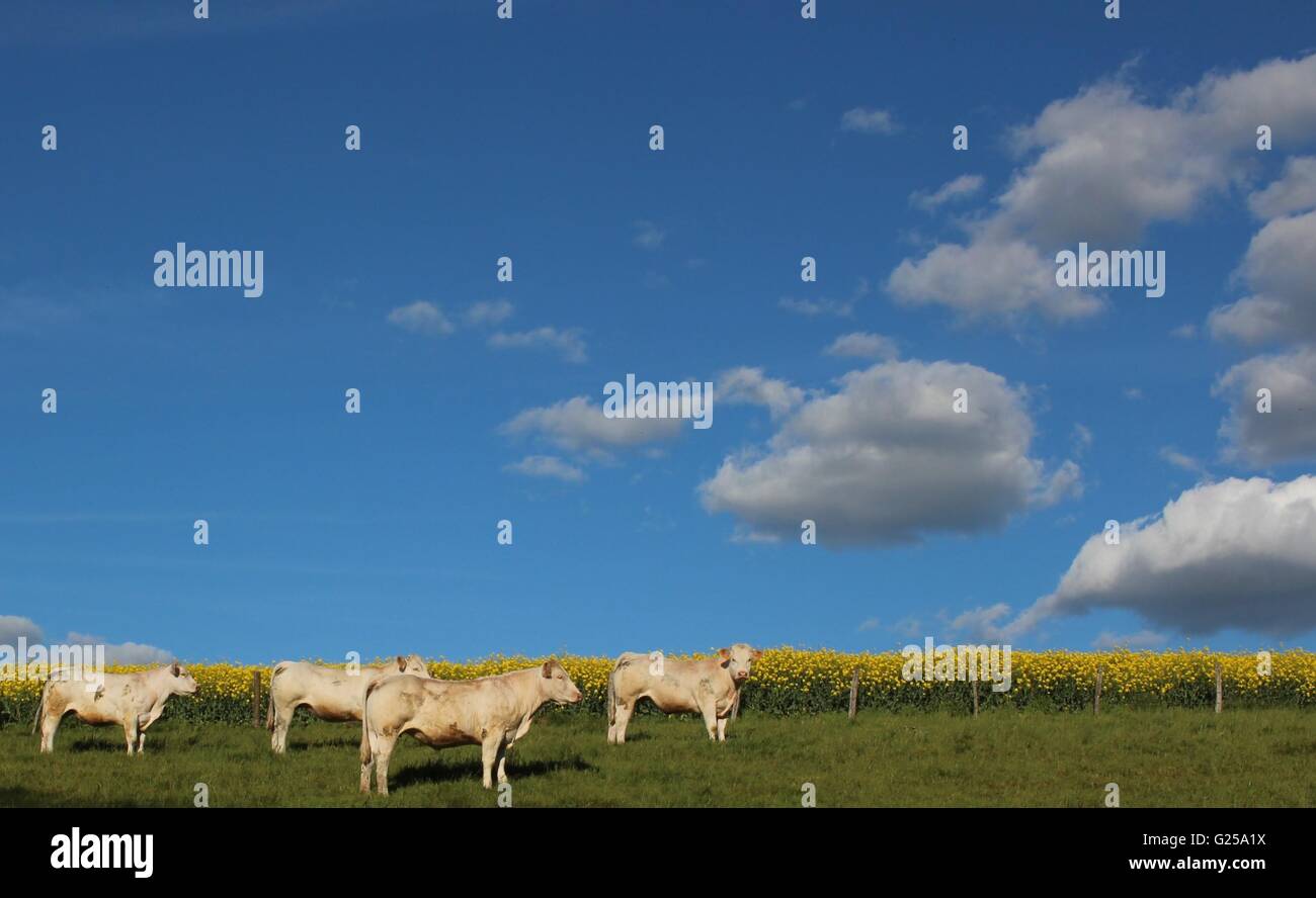 Four cows hi-res stock photography and images - Alamy