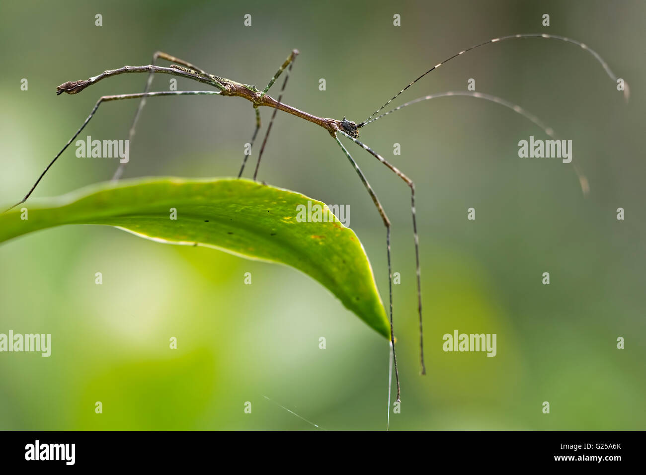 Stick insect hi-res stock photography and images - Alamy