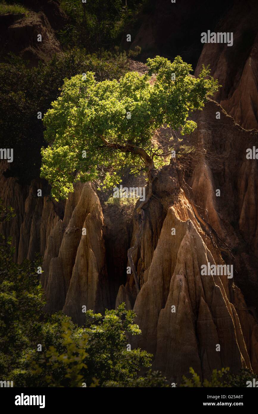 Tree growing on mountain Stock Photo - Alamy