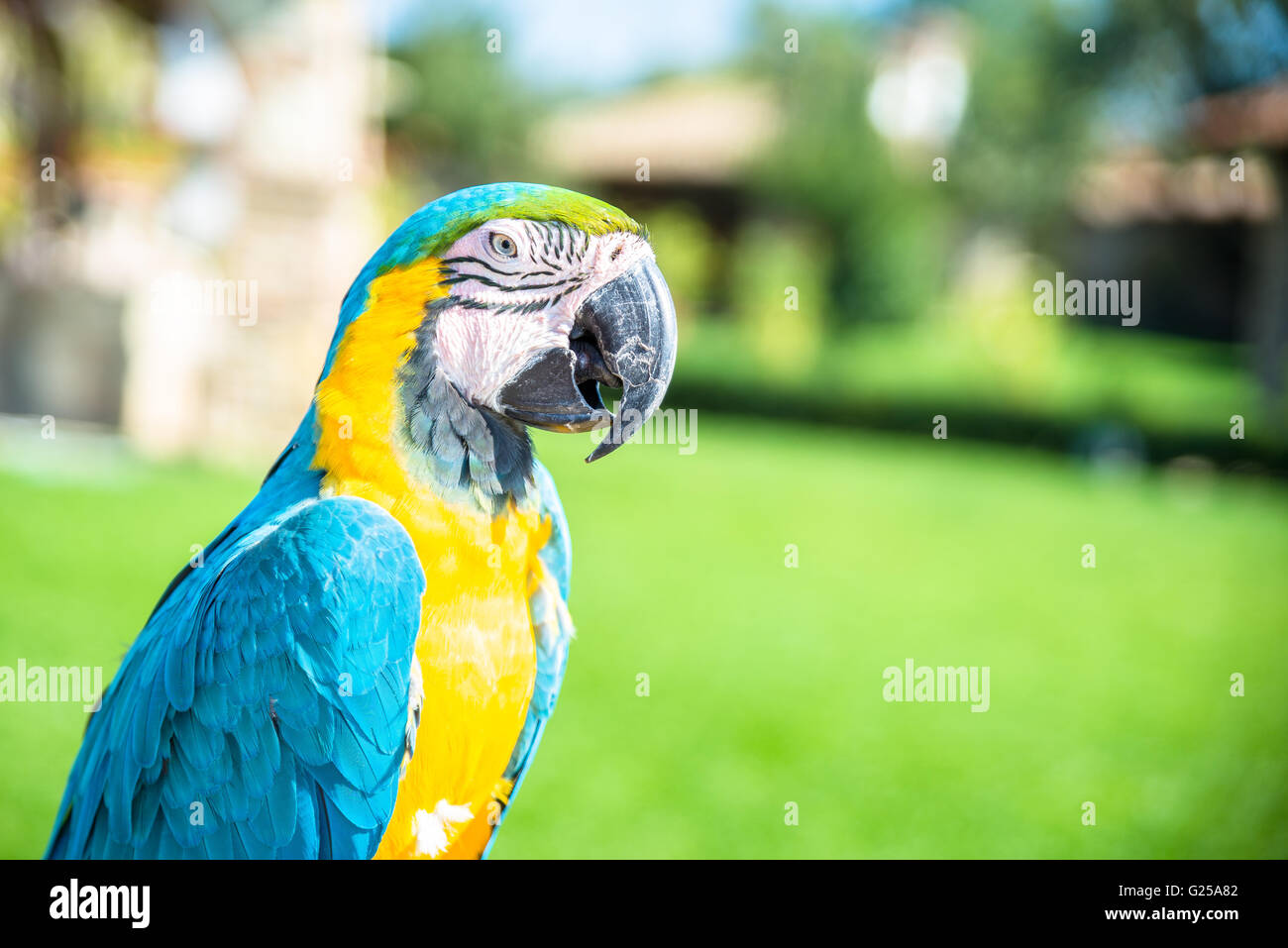 Portrait of a pied parrot Stock Photo - Alamy