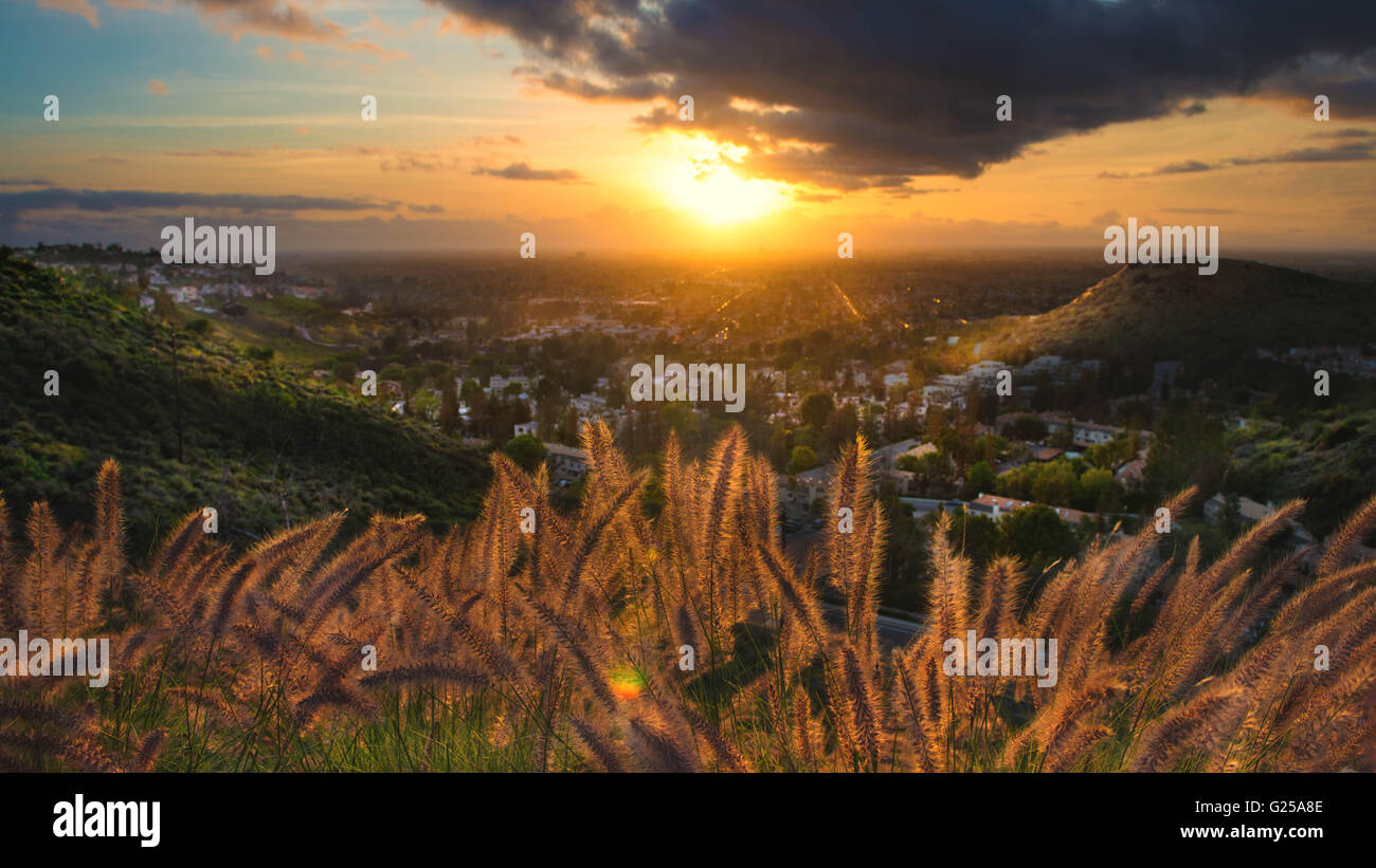 Foxtail grass hi-res stock photography and images - Alamy