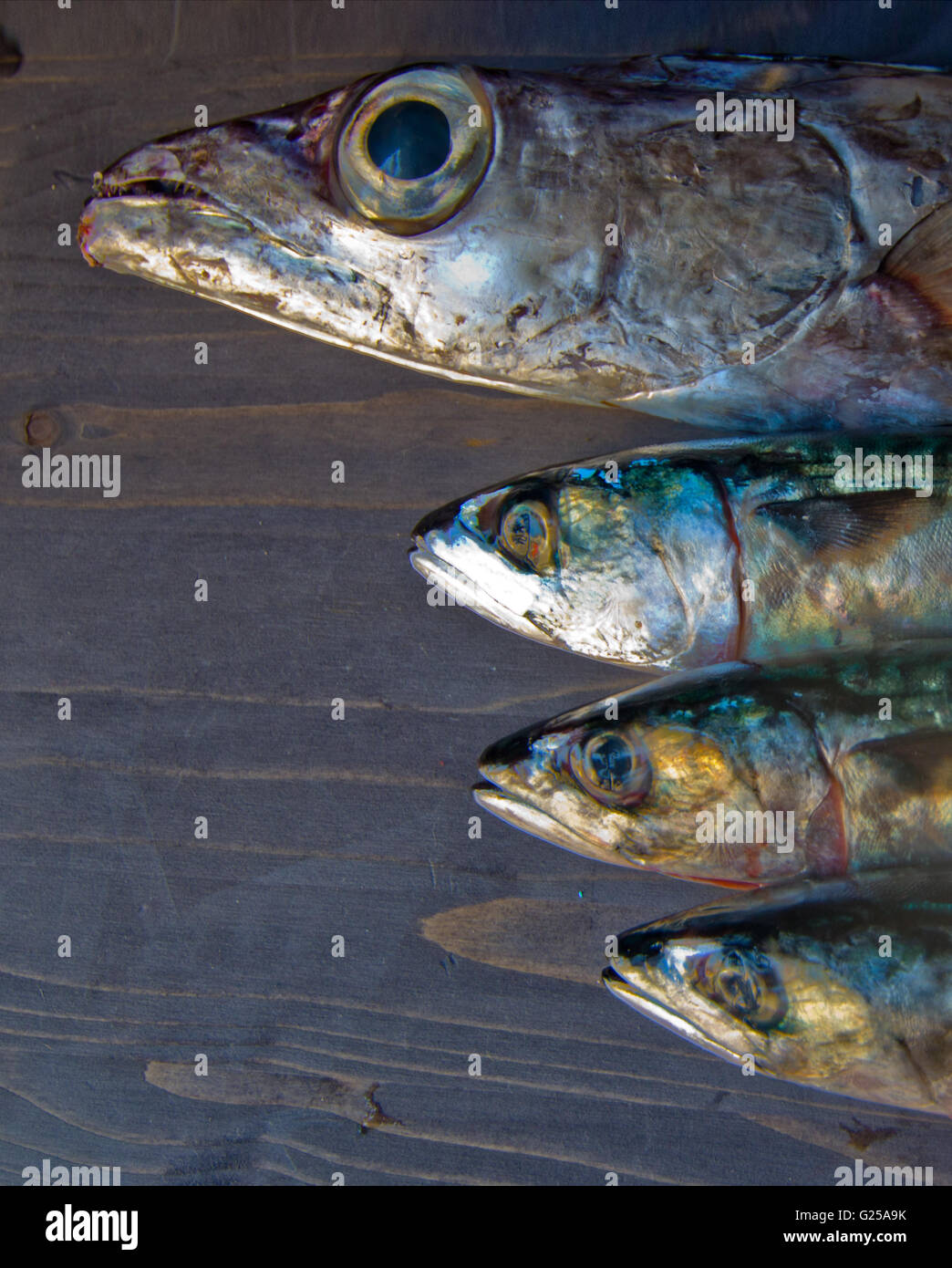 Four fish on table Stock Photo - Alamy