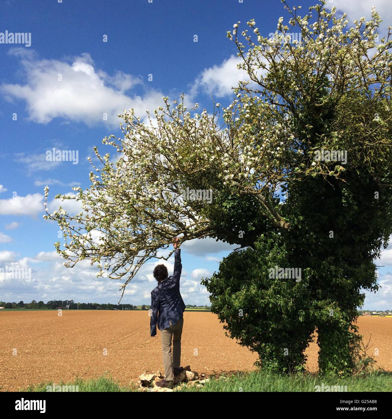 Man picking flower from tree Stock Photo - Alamy