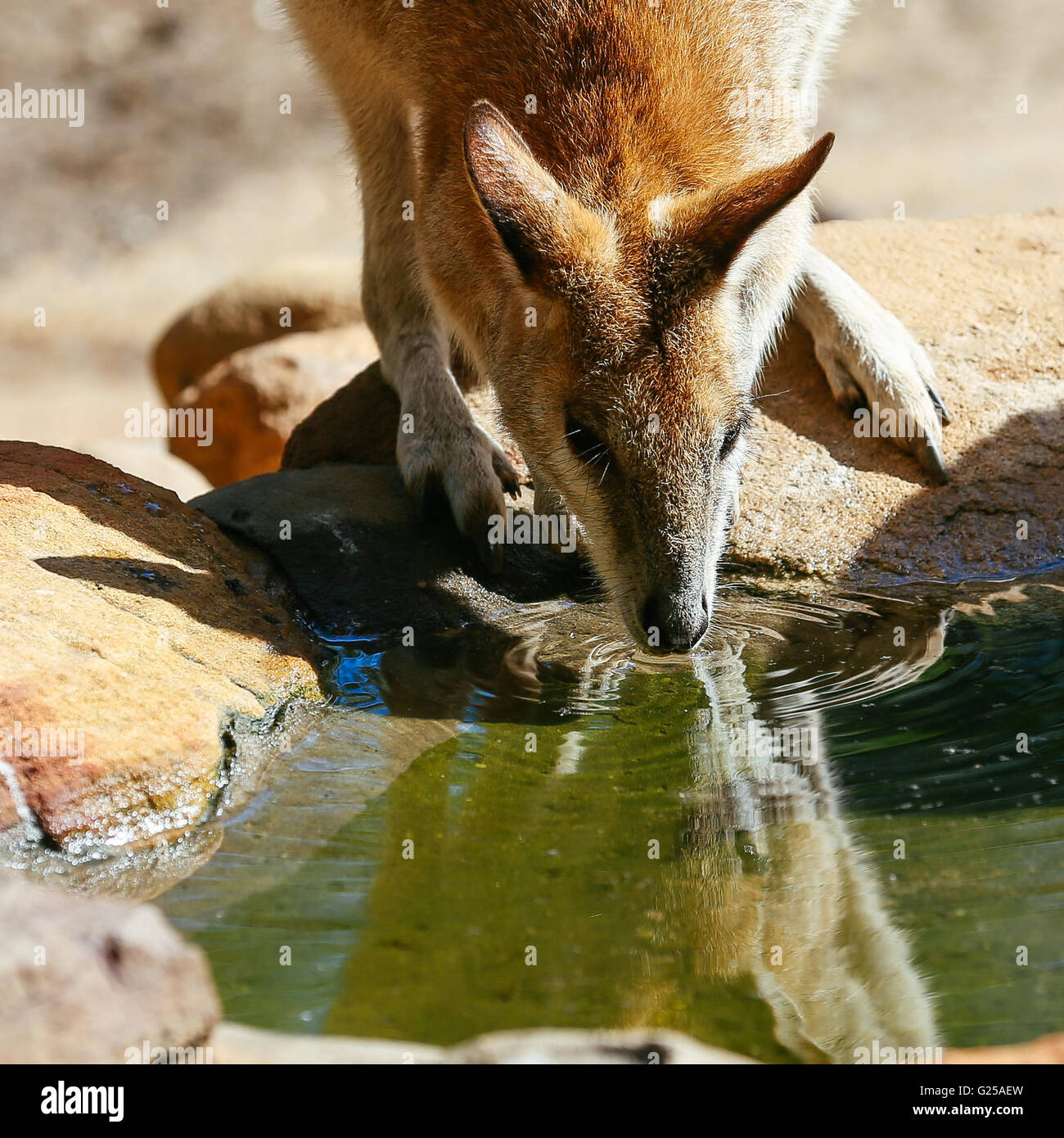 Drunk Kangaroo