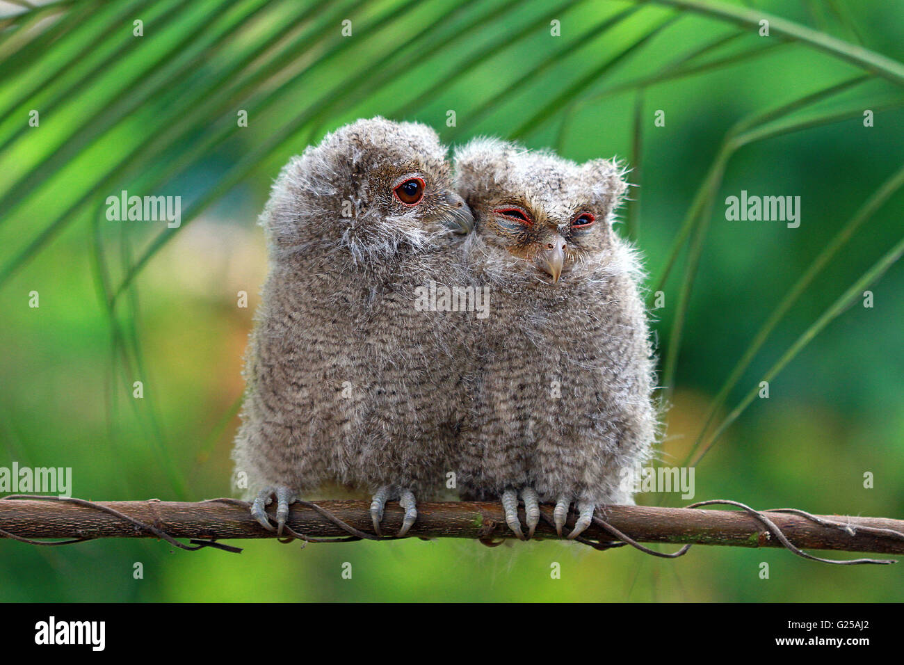 Two Baby Owls sitting on Branch, Indonesia Stock Photo - Alamy