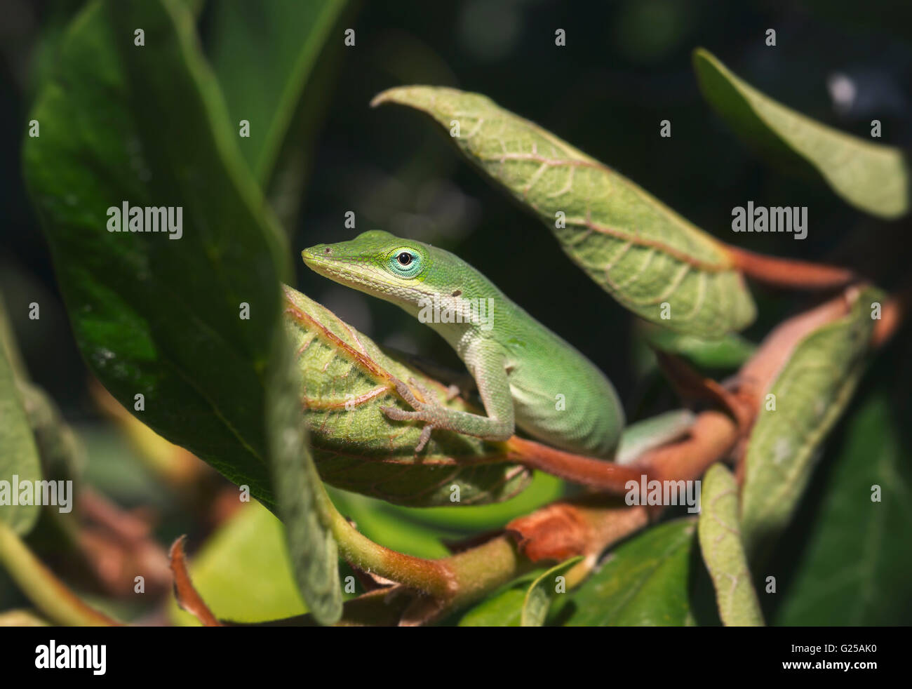 Green anole anolis carolinensis lizard on plant hi-res stock ...