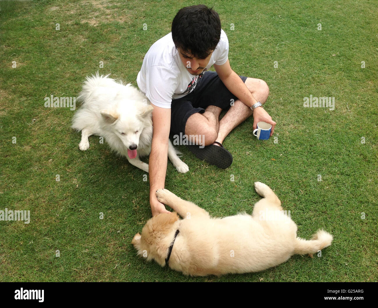 Spitz dog hi-res stock photography and images - Alamy