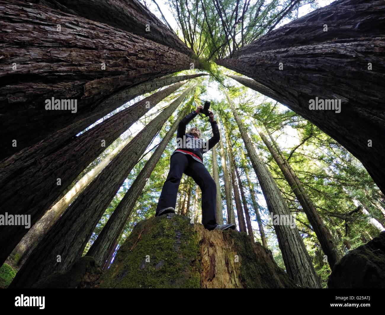 Photographing trees hi-res stock photography and images - Alamy