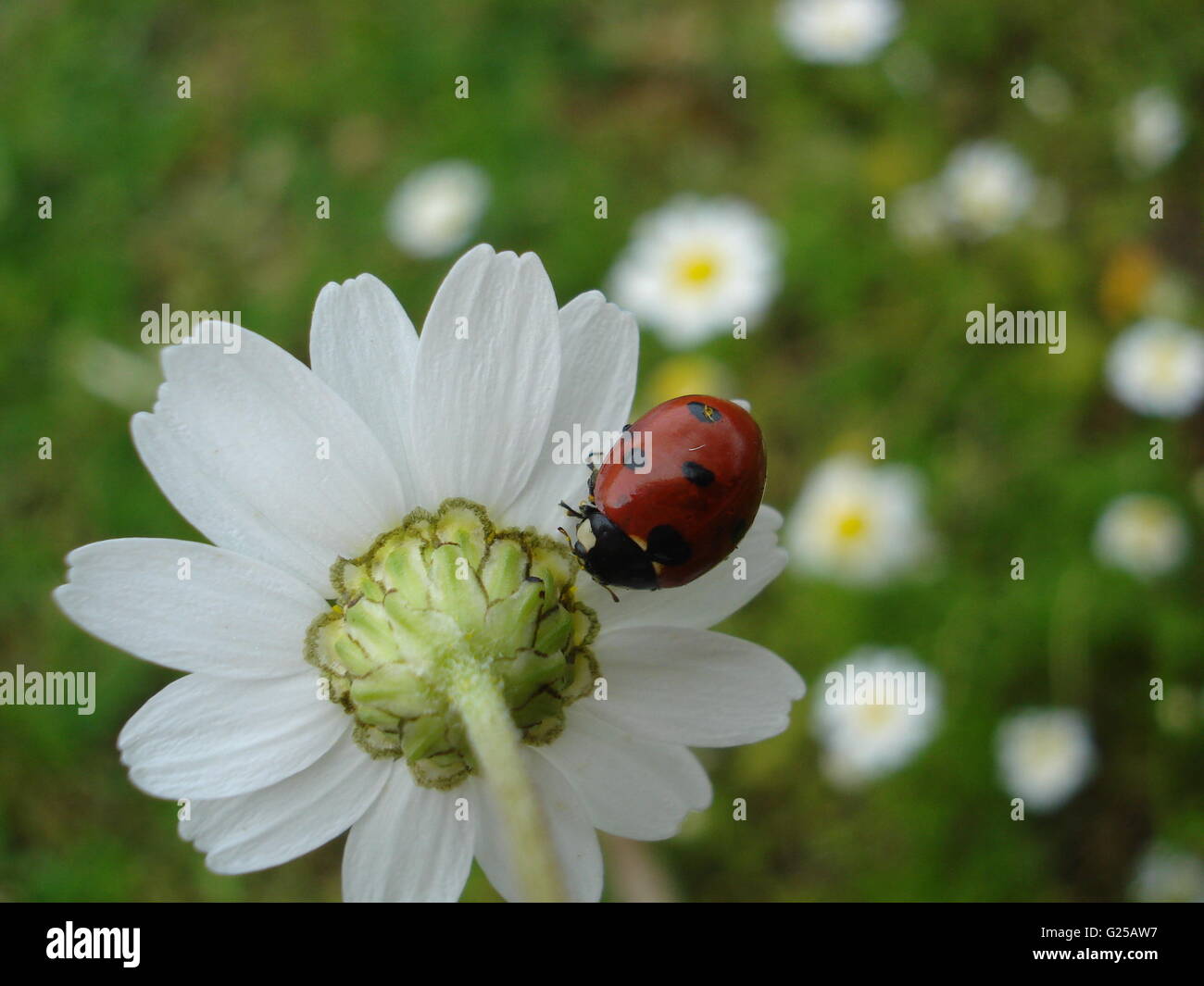 Ladybug on a daisy flower Stock Photo - Alamy