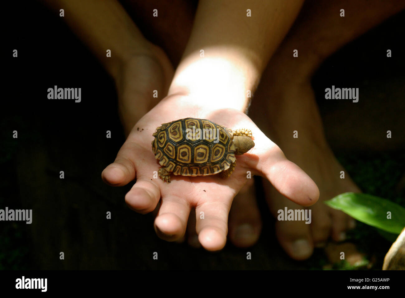 Holding tortoise hi-res stock photography and images - Alamy