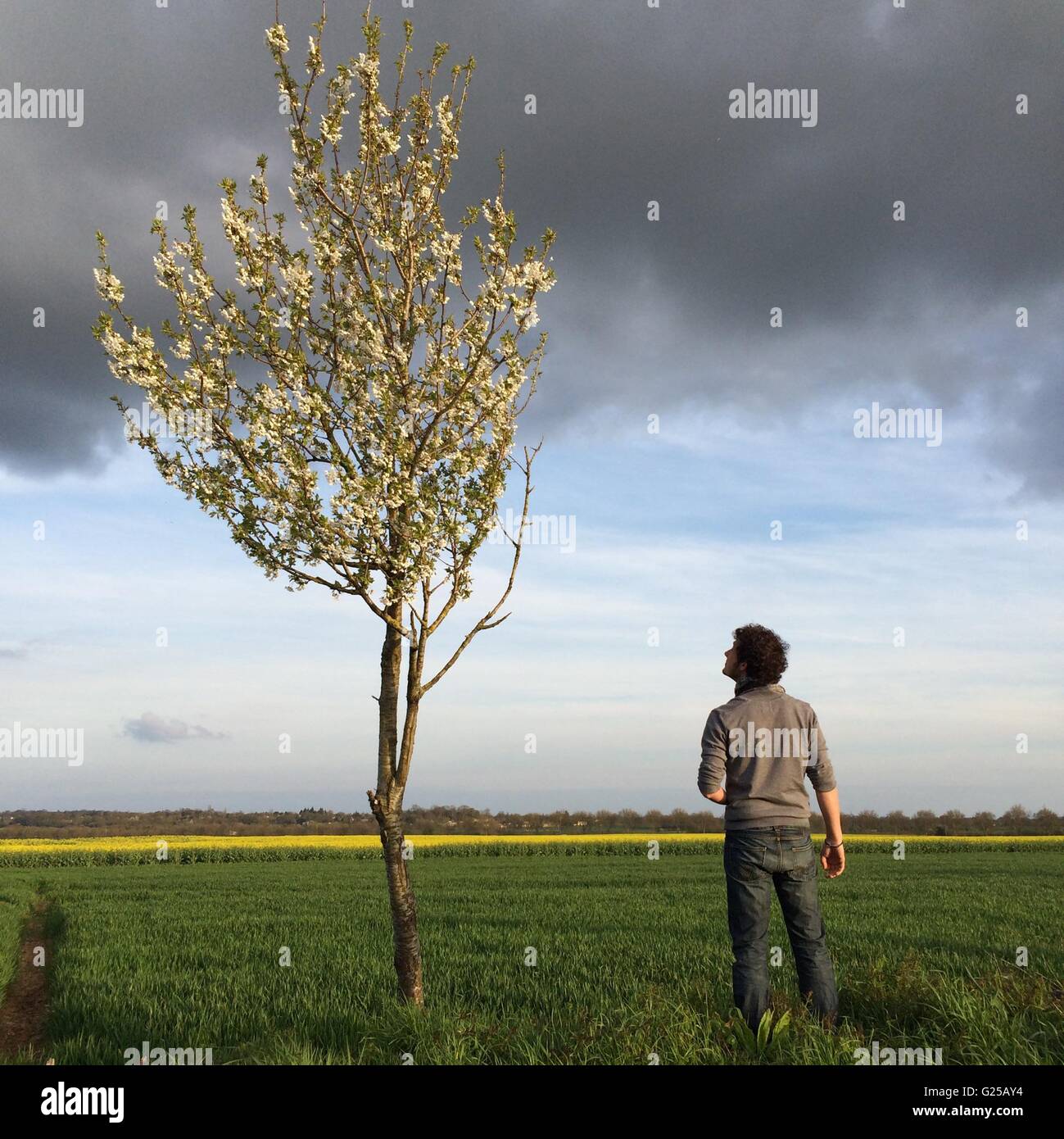 Man standing in field looking at a tree Stock Photo - Alamy