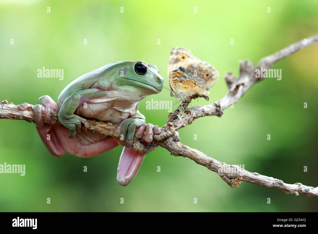 Frog Eating Butterfly