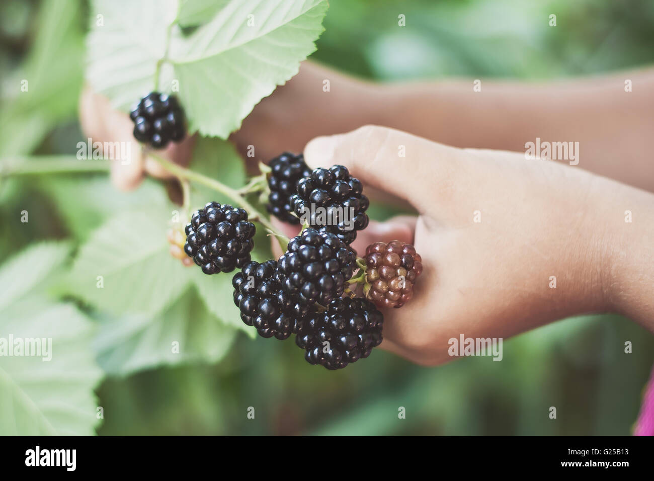 Children picking fruit hi-res stock photography and images - Alamy