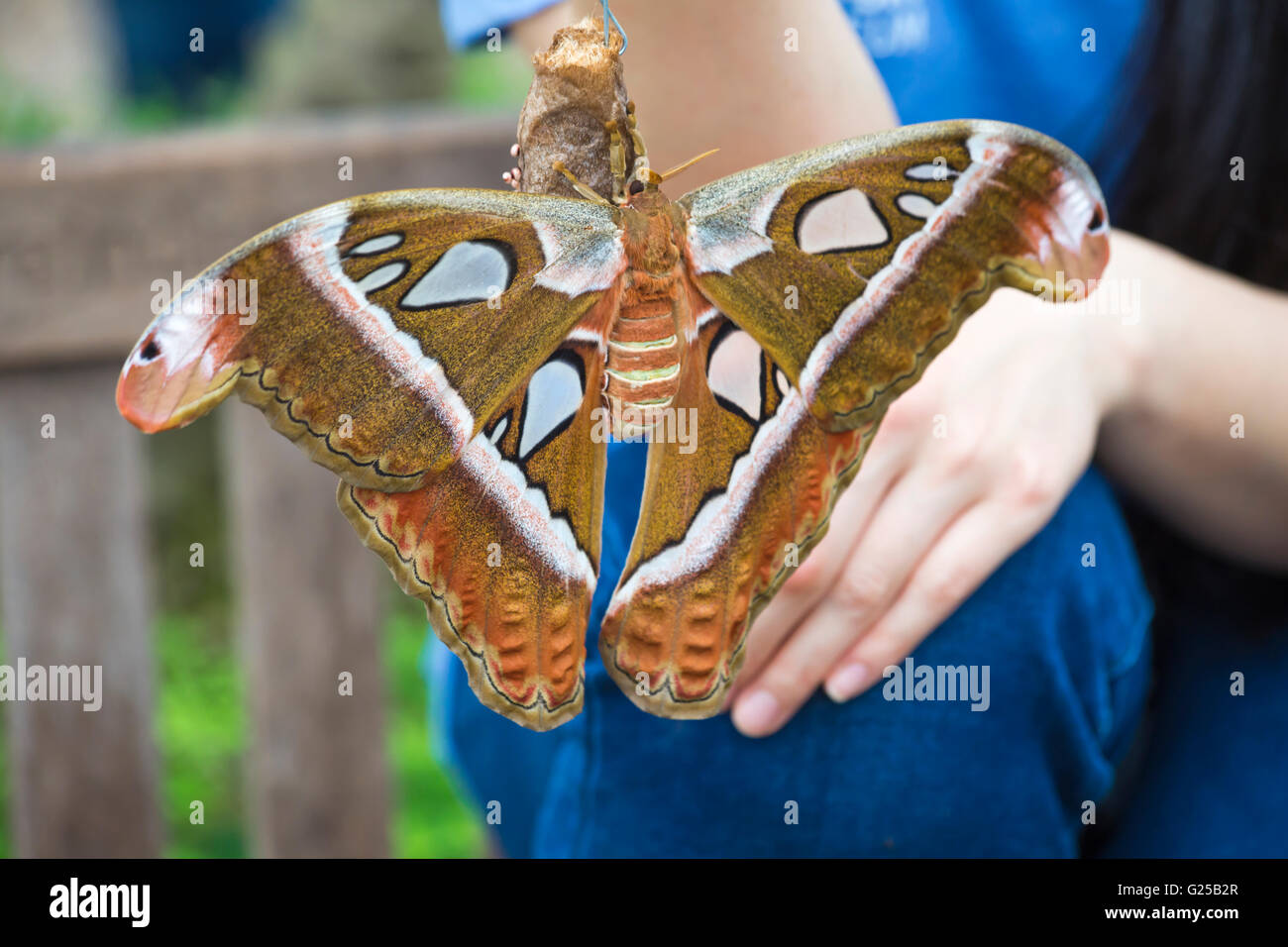 Atlas moth attacus atlas hi-res stock photography and images - Alamy