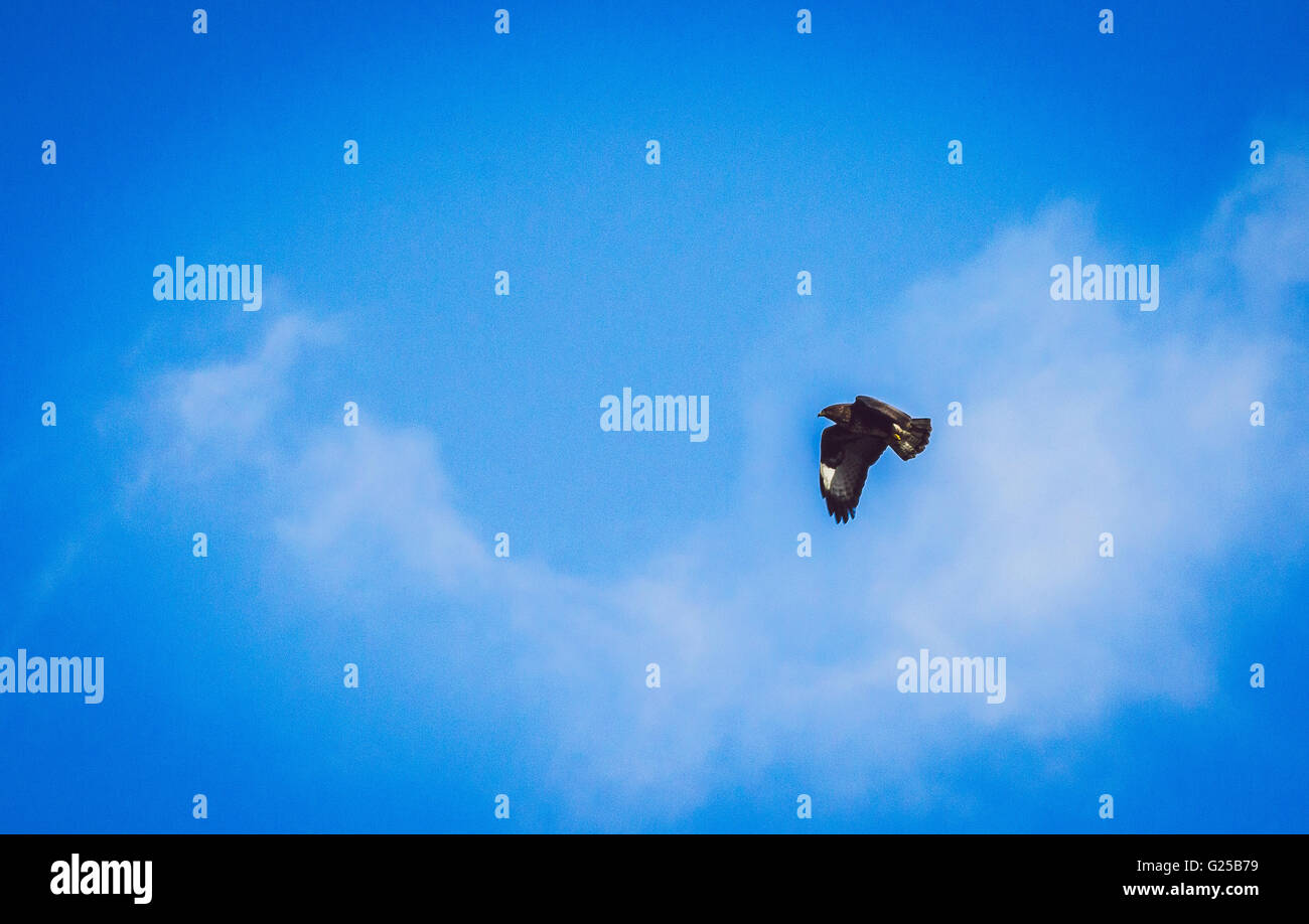 Wedge tailed eagle in flight hi-res stock photography and images - Alamy
