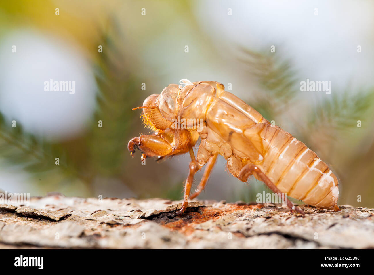 Husk of cicada on tree Stock Photo - Alamy
