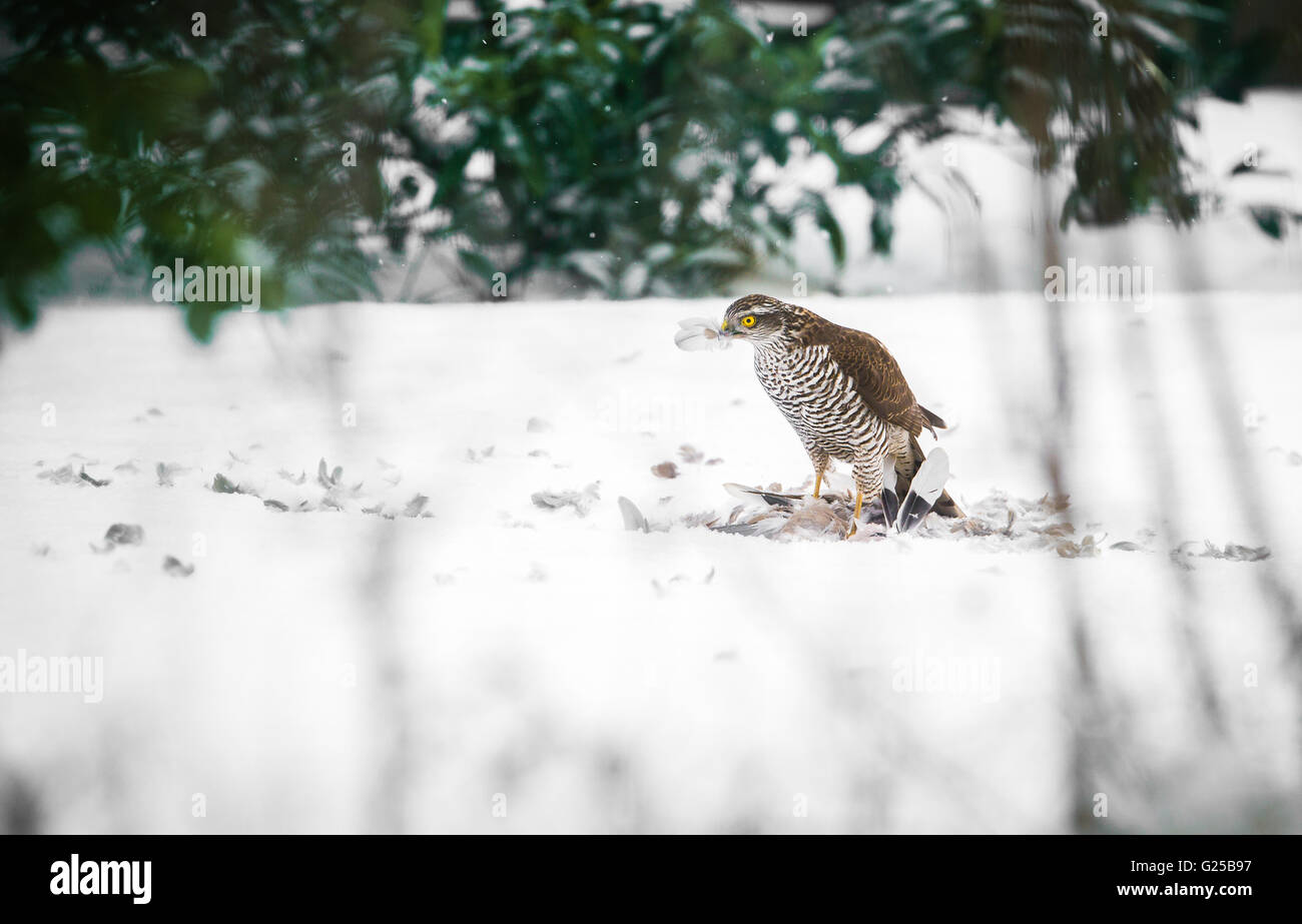 A male Goshawk with prey in snow Stock Photo - Alamy
