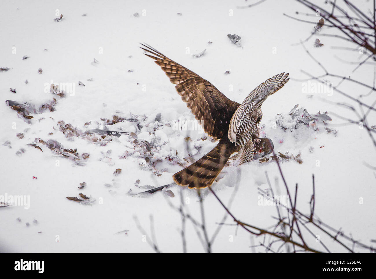 Dead Blue Jay High Resolution Stock Photography and Images - Alamy