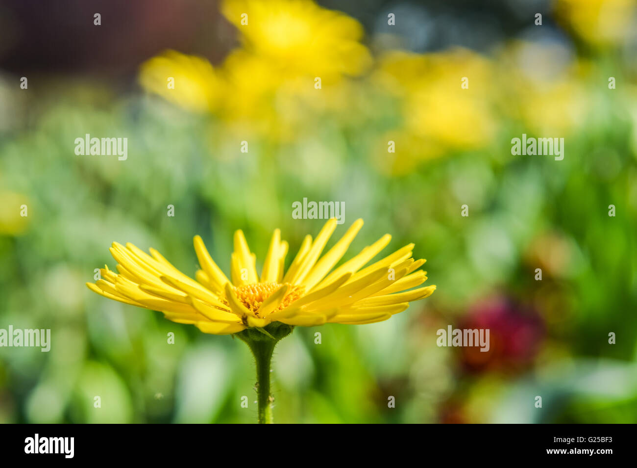 yellow aster flower profile Stock Photo - Alamy