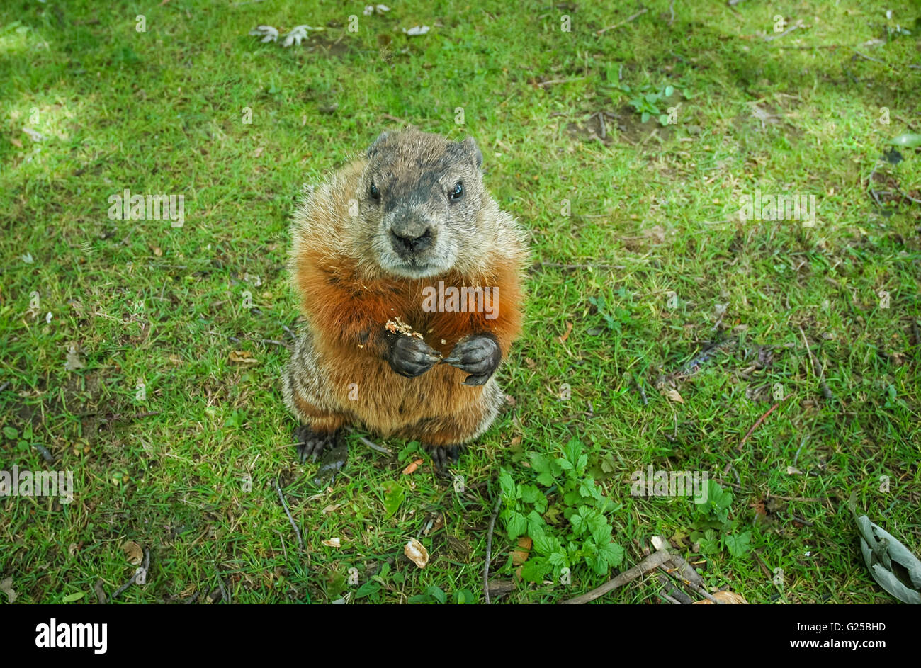 A marmot gopher standing up and looking at camera Stock Photo - Alamy