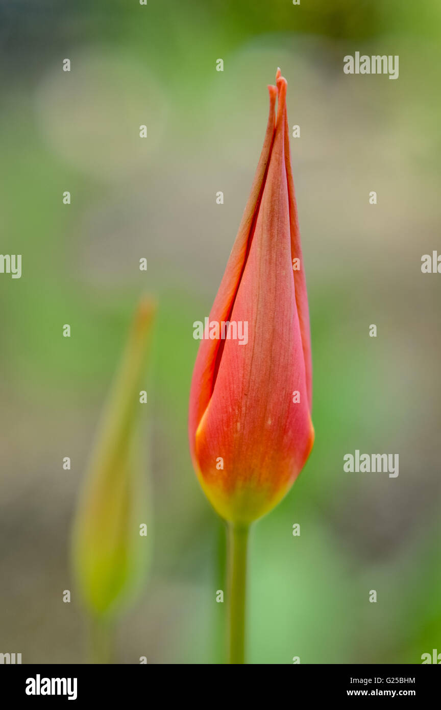 Spiked tulip hi-res stock photography and images - Alamy