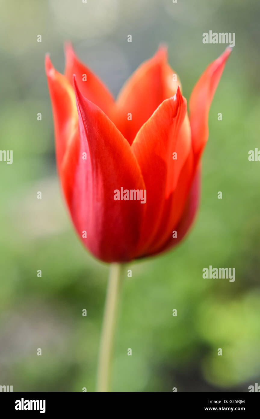 beautiful red tulip Stock Photo - Alamy