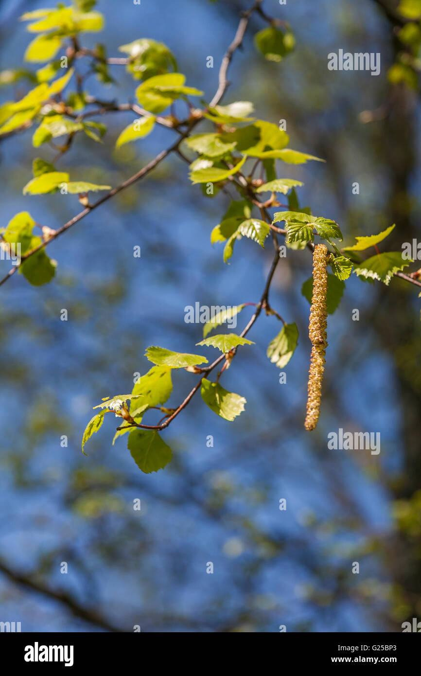 Birch Tree Blossom Stock Photo - Alamy