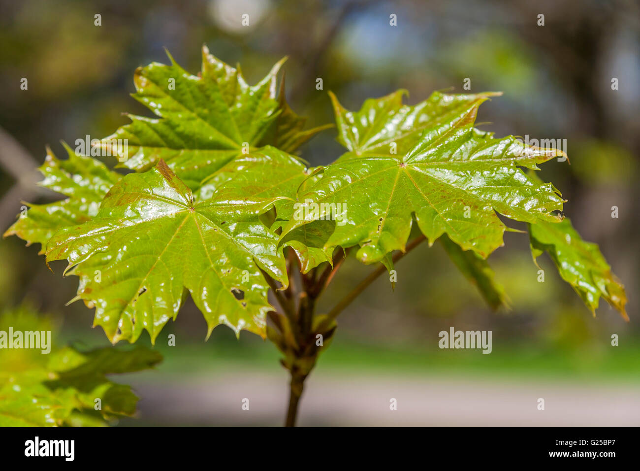 Maple Leaves In Springtime Stock Photo - Alamy