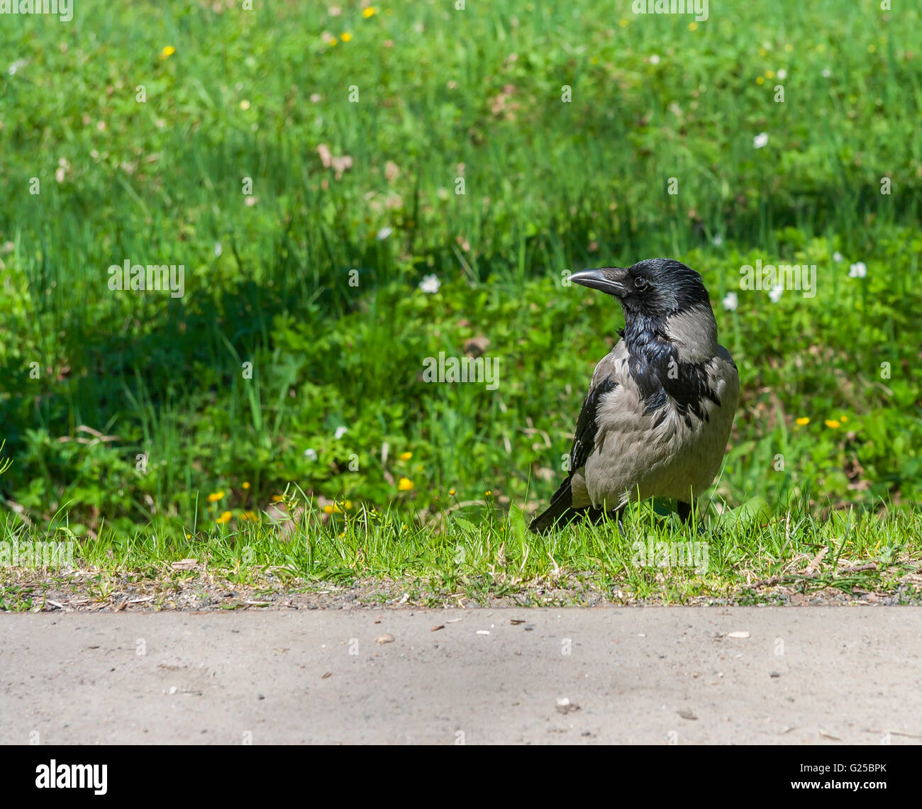 Season crow hi-res stock photography and images - Alamy