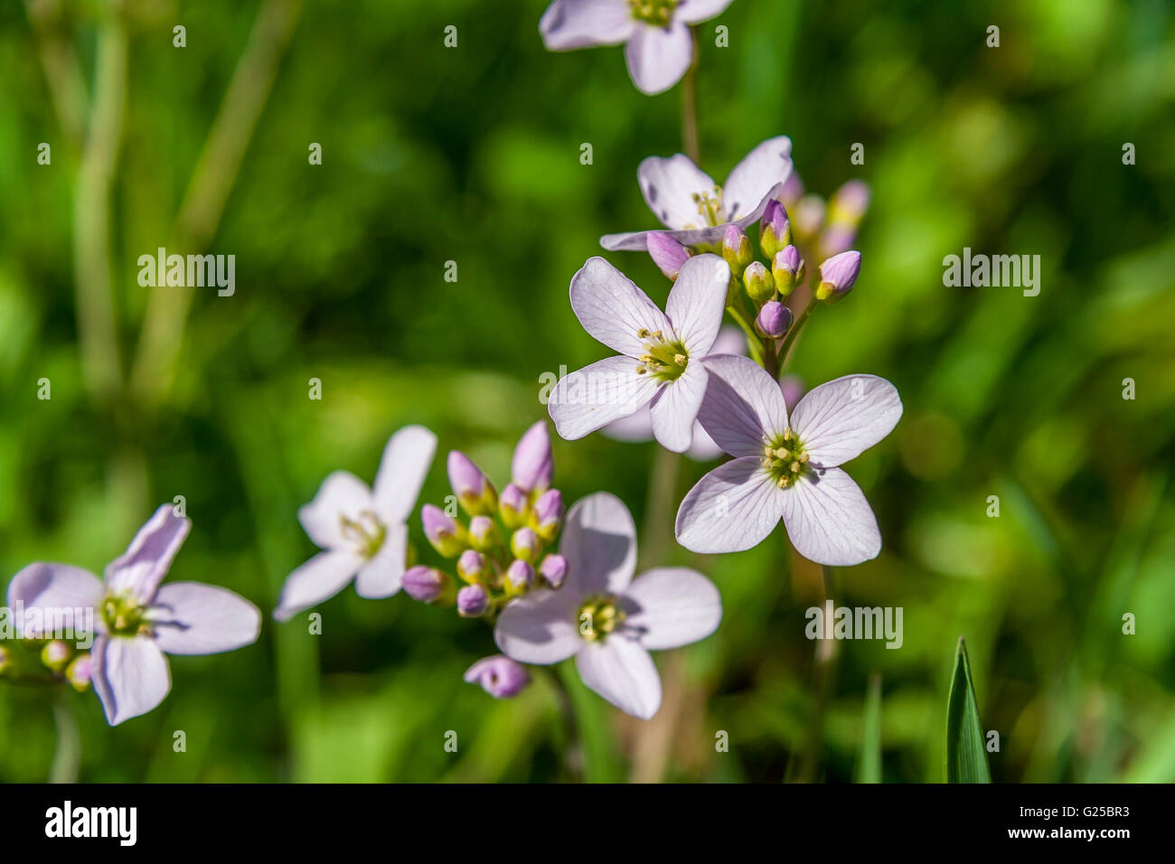 Spring wildflowers hi-res stock photography and images - Alamy
