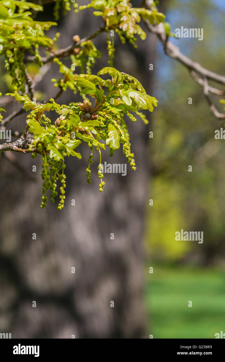 Oak tree flower hi-res stock photography and images - Alamy