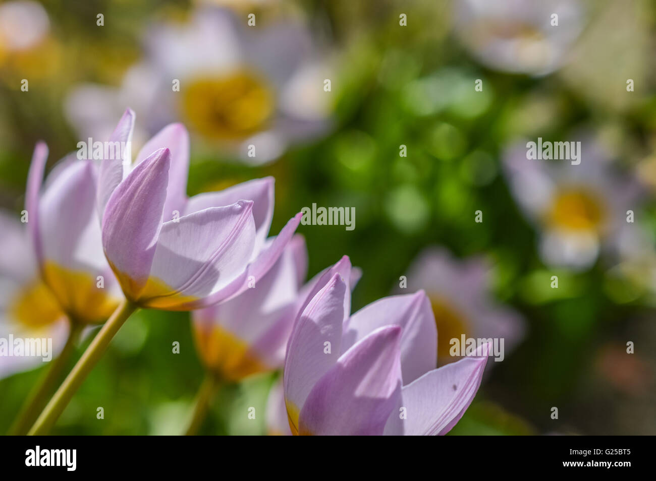 Flowers dwarfed hi-res stock photography and images - Alamy