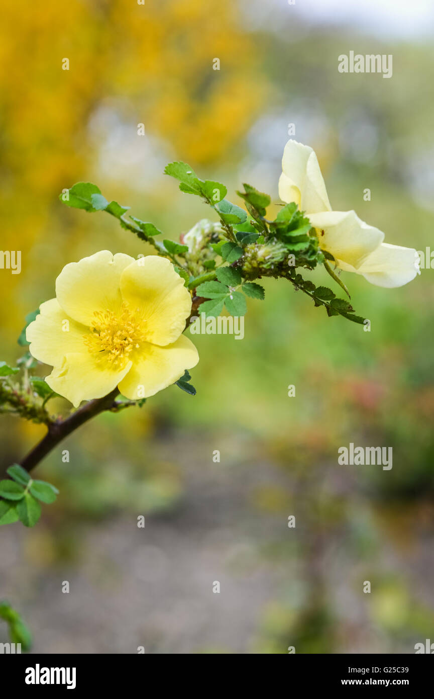 twig with yellow roses Rosa xanthina Stock Photo - Alamy