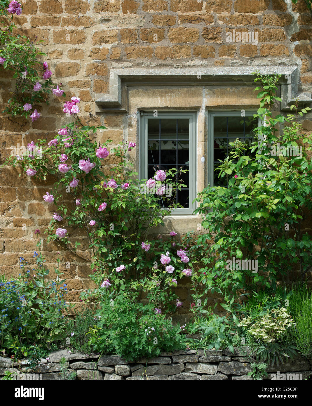 Cotswold stone cottage window with pink roses. Icomb, Cotswolds ...