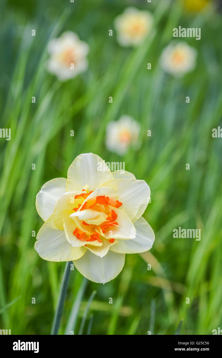 Daffodil double flower head hi-res stock photography and images - Alamy