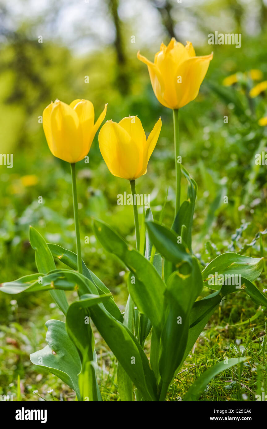 bright yellow tulips in spring sunlight Stock Photo - Alamy