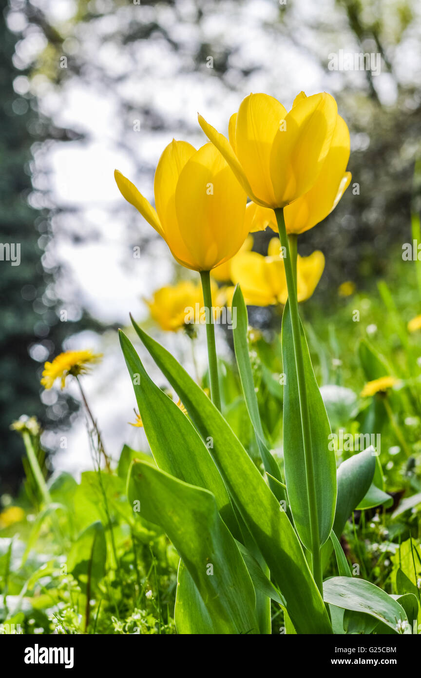 yellow tulips in spring sunlight low angle Stock Photo - Alamy