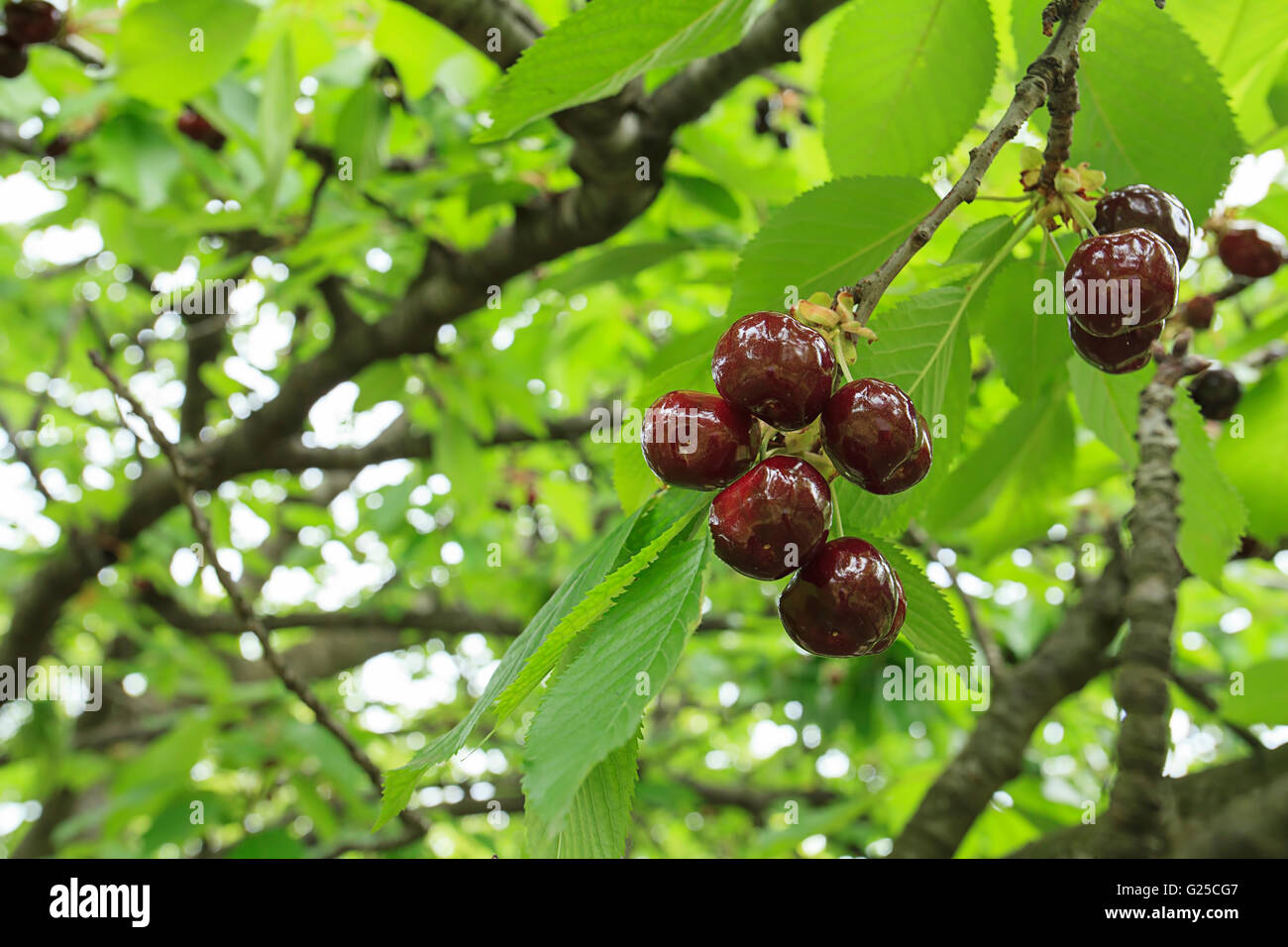 Cherries on the tree Stock Photo - Alamy
