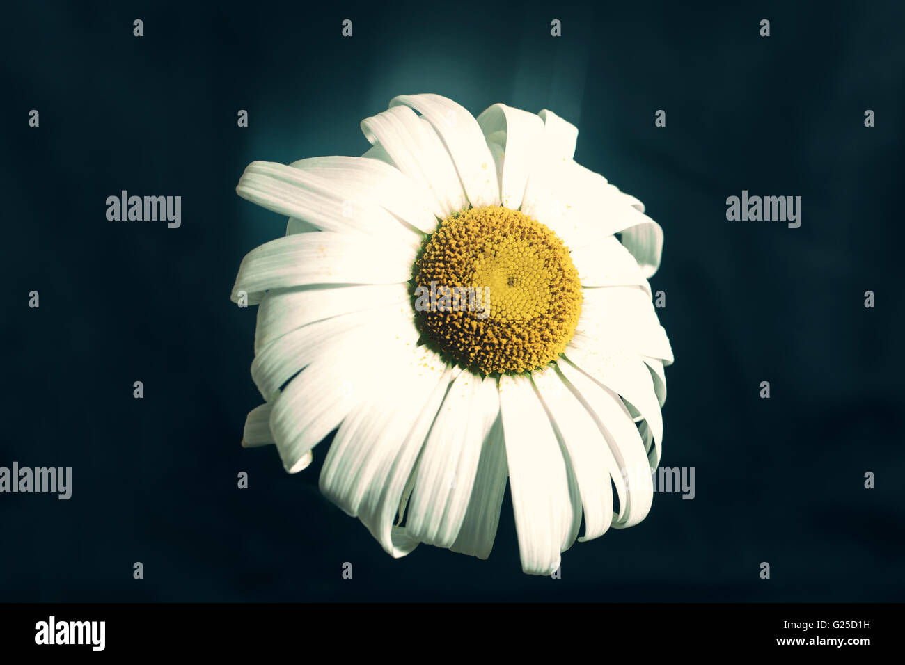 Fading flower hi-res stock photography and images - Alamy