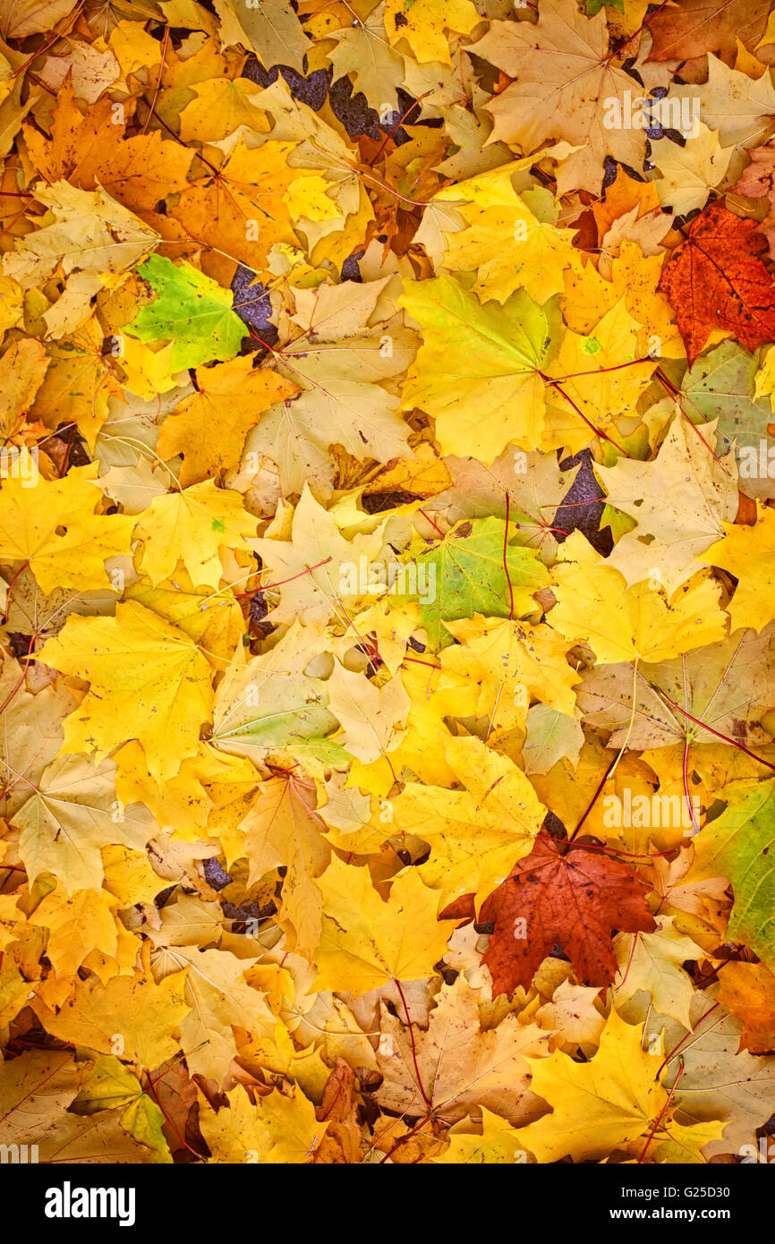Natural background with colorful fallen autumn leaves Stock Photo - Alamy