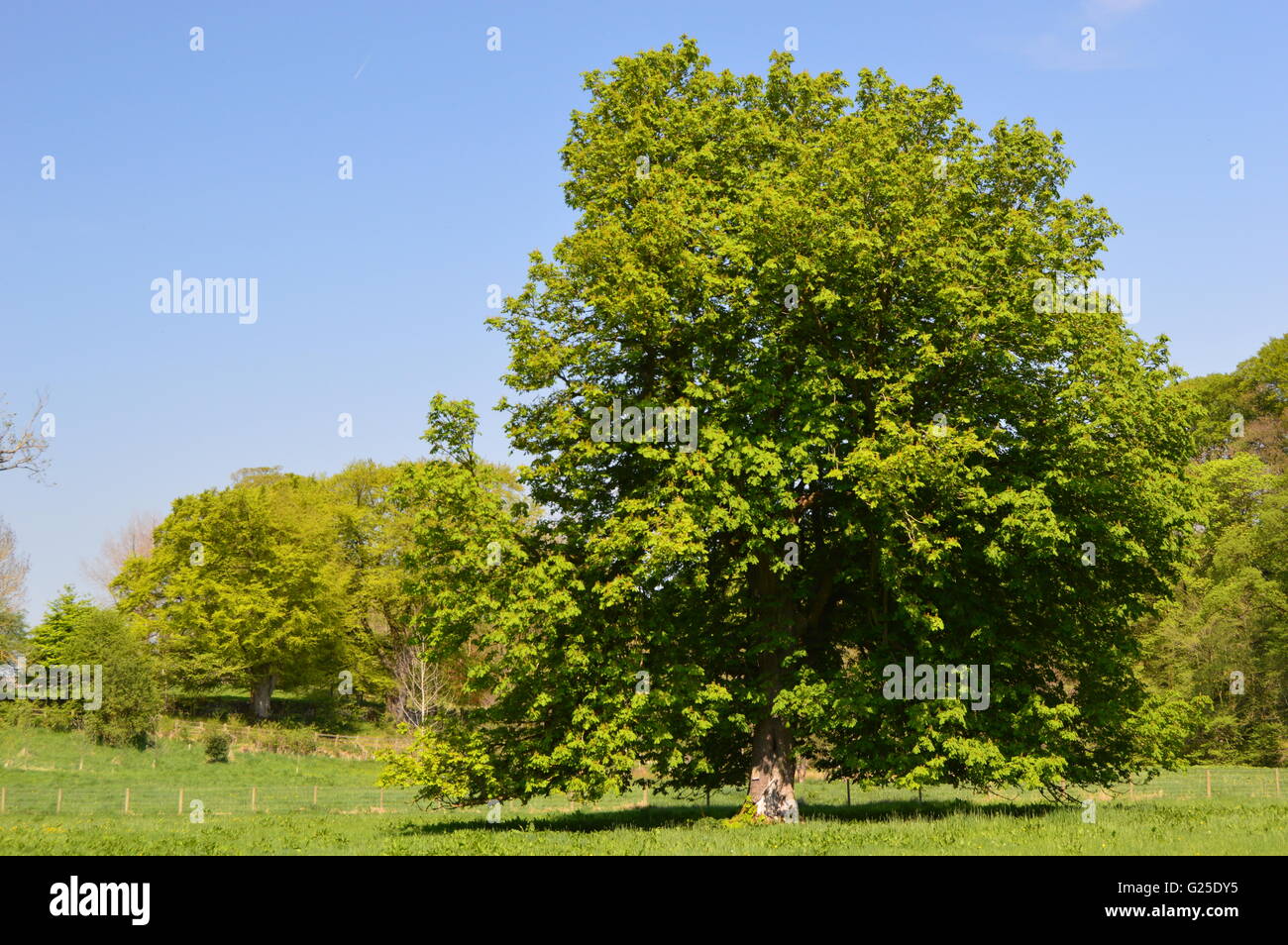 a large tree in a field Stock Photo - Alamy