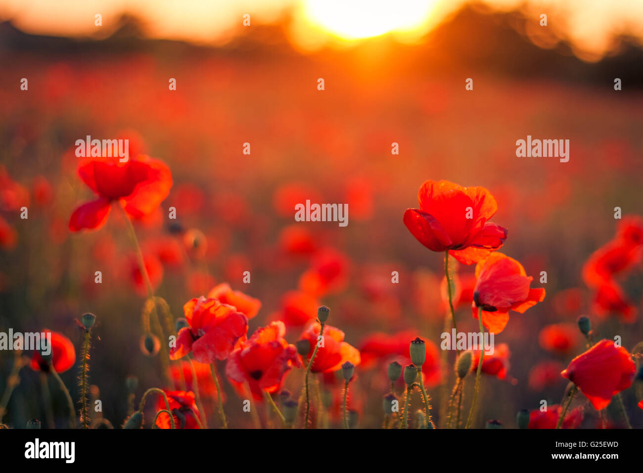 Poppy flowers sunset hi-res stock photography and images - Alamy