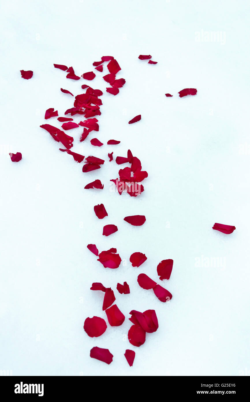 Scattered rose petals hi-res stock photography and images - Alamy
