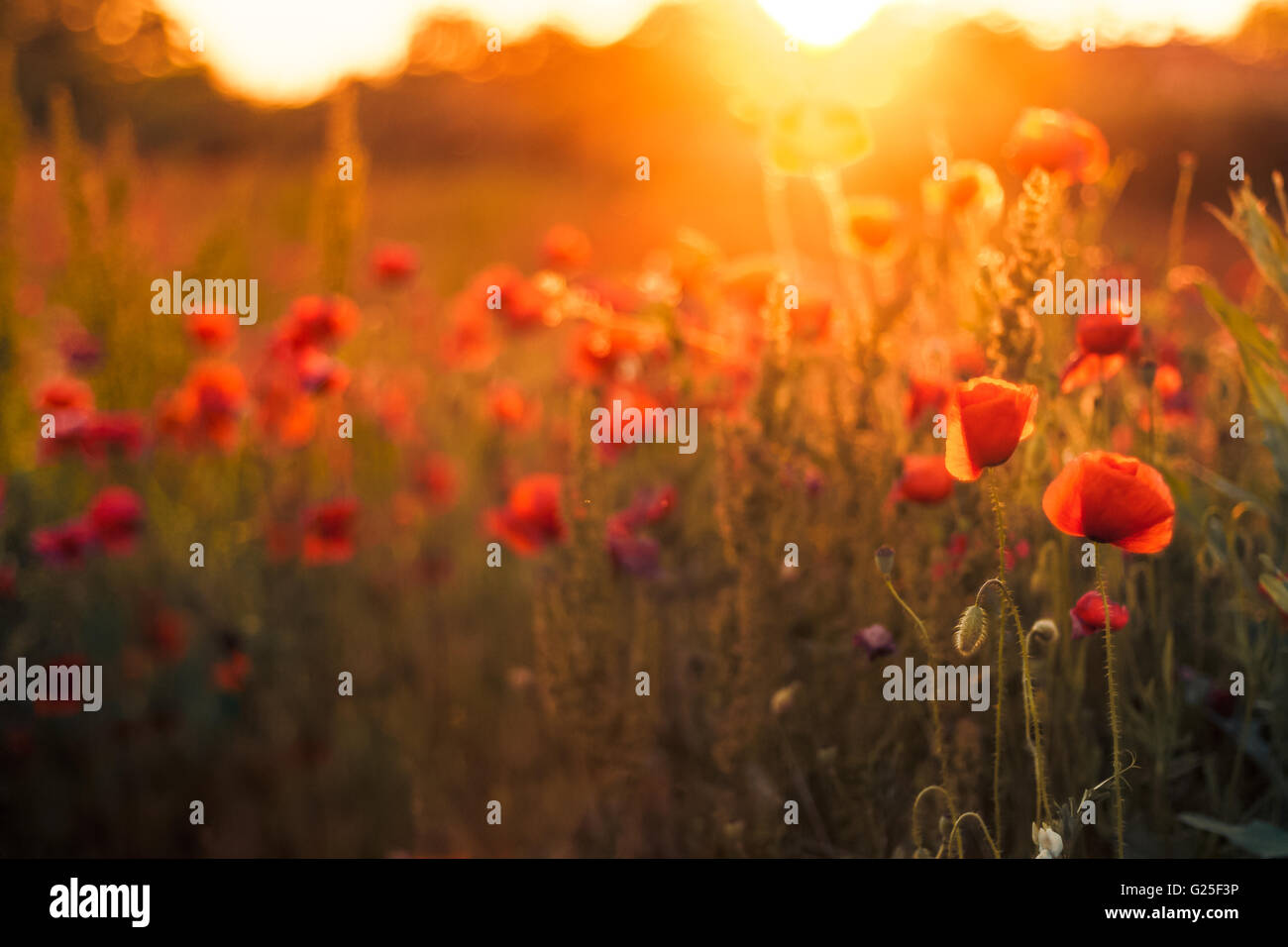 Poppy flowers sunset hi-res stock photography and images - Alamy