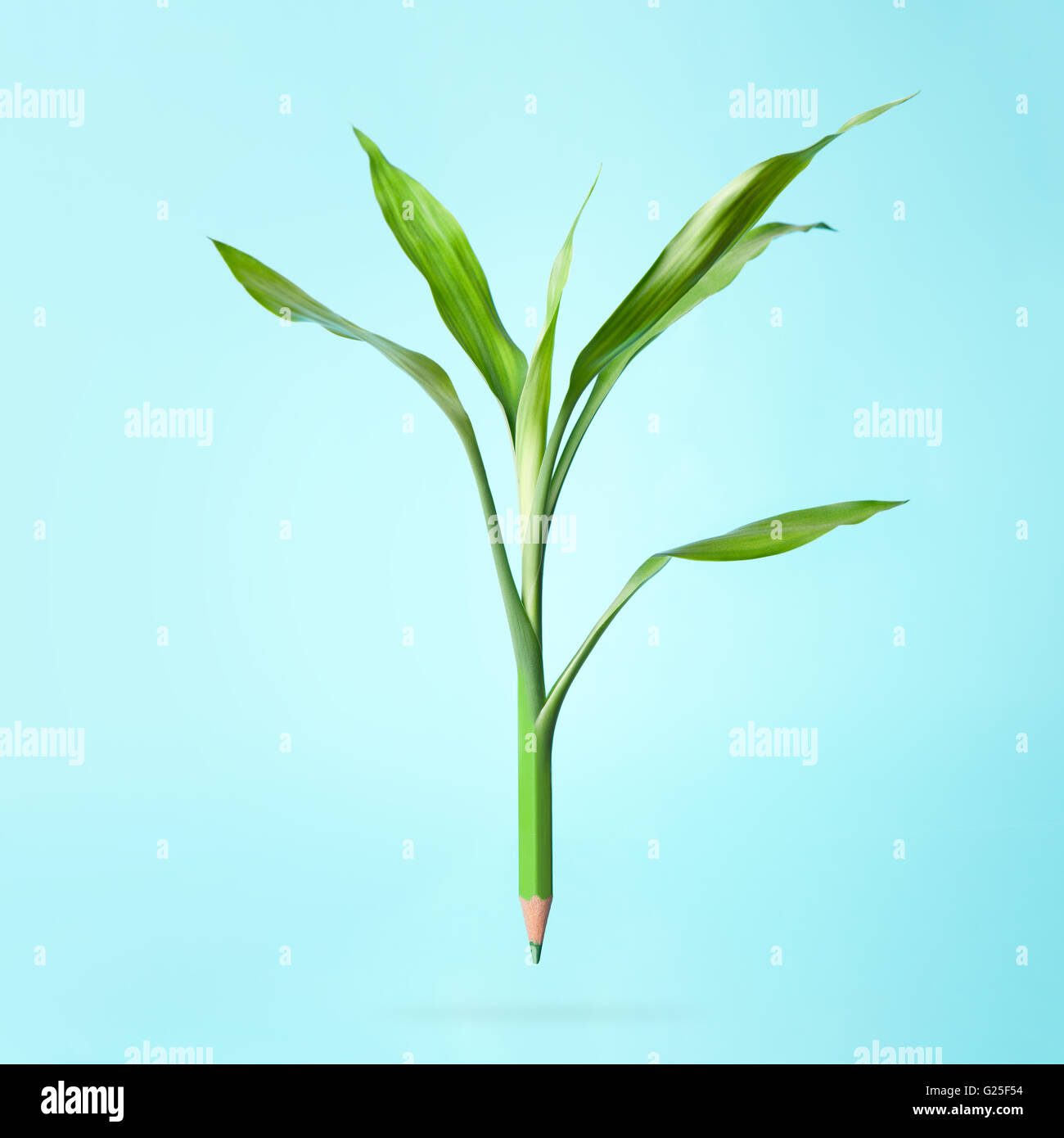 Pencil plant growth hi-res stock photography and images - Alamy