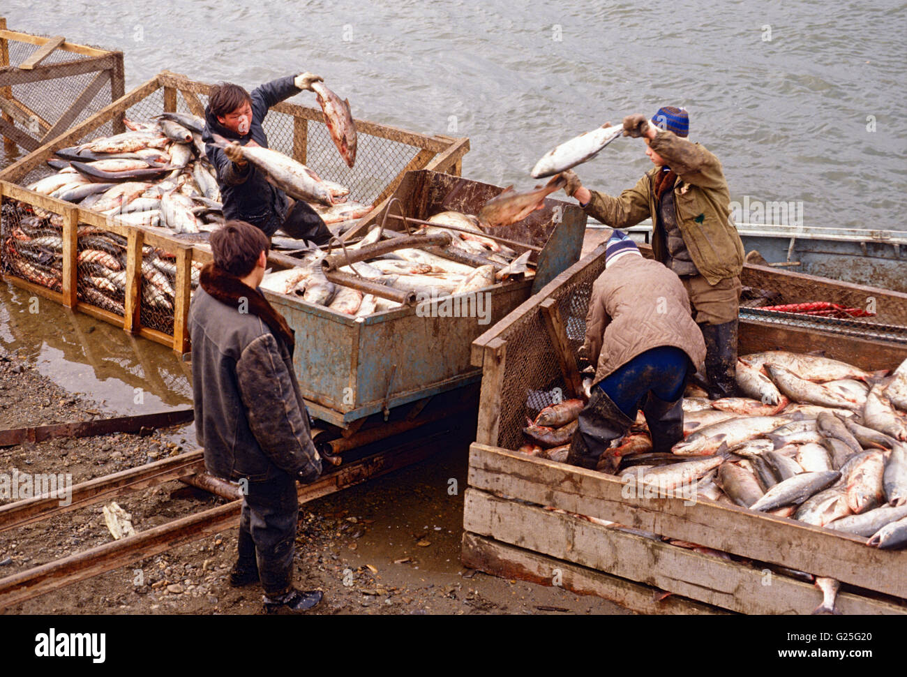 Men unloading freshly caught salmon fish; processing plant; Ust Belaya ...